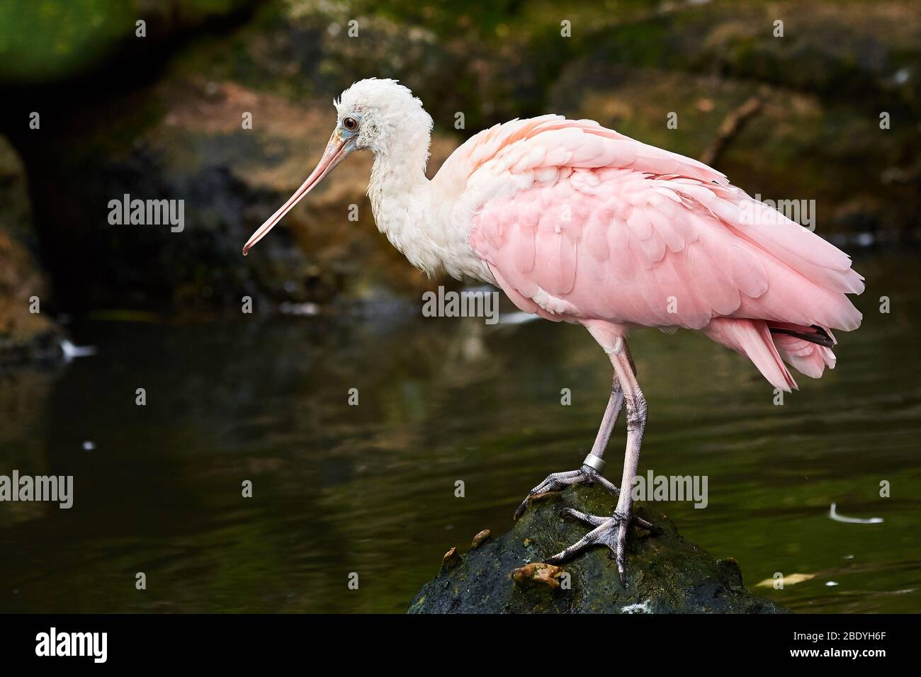 Roseate spoonbill sitting on a rock ( Platalea ajaja Stock Photo - Alamy