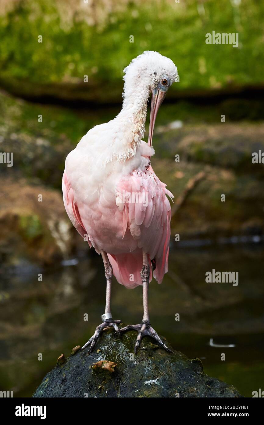 Roseate spoonbill sitting on a rock ( Platalea ajaja Stock Photo - Alamy