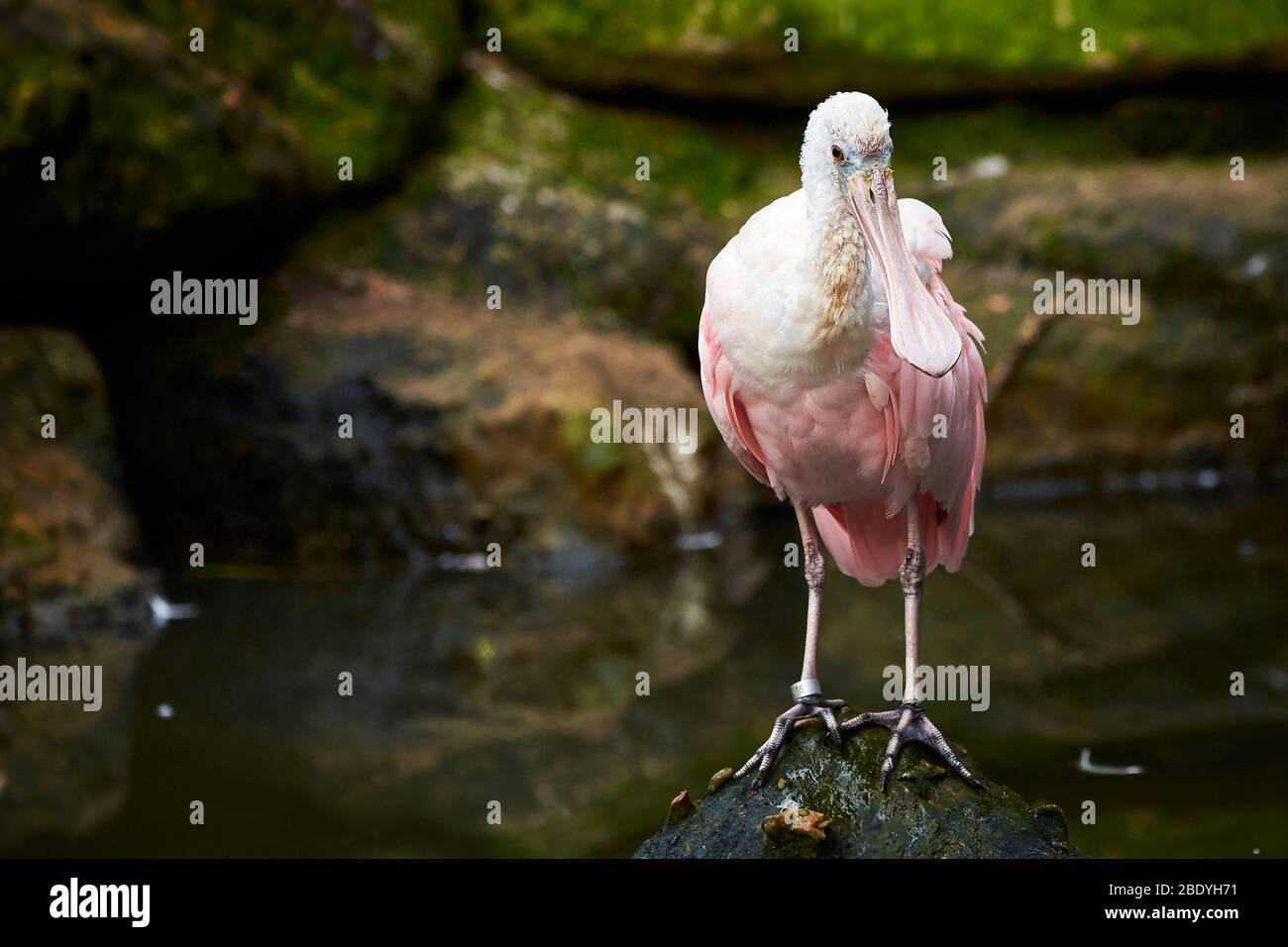 Roseate spoonbill sitting on a rock ( Platalea ajaja Stock Photo - Alamy