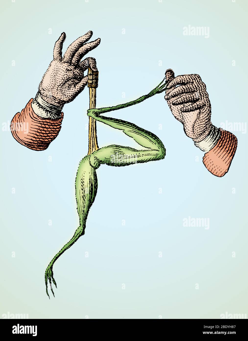 Luigi galvani experiment hi-res stock photography and images - Alamy