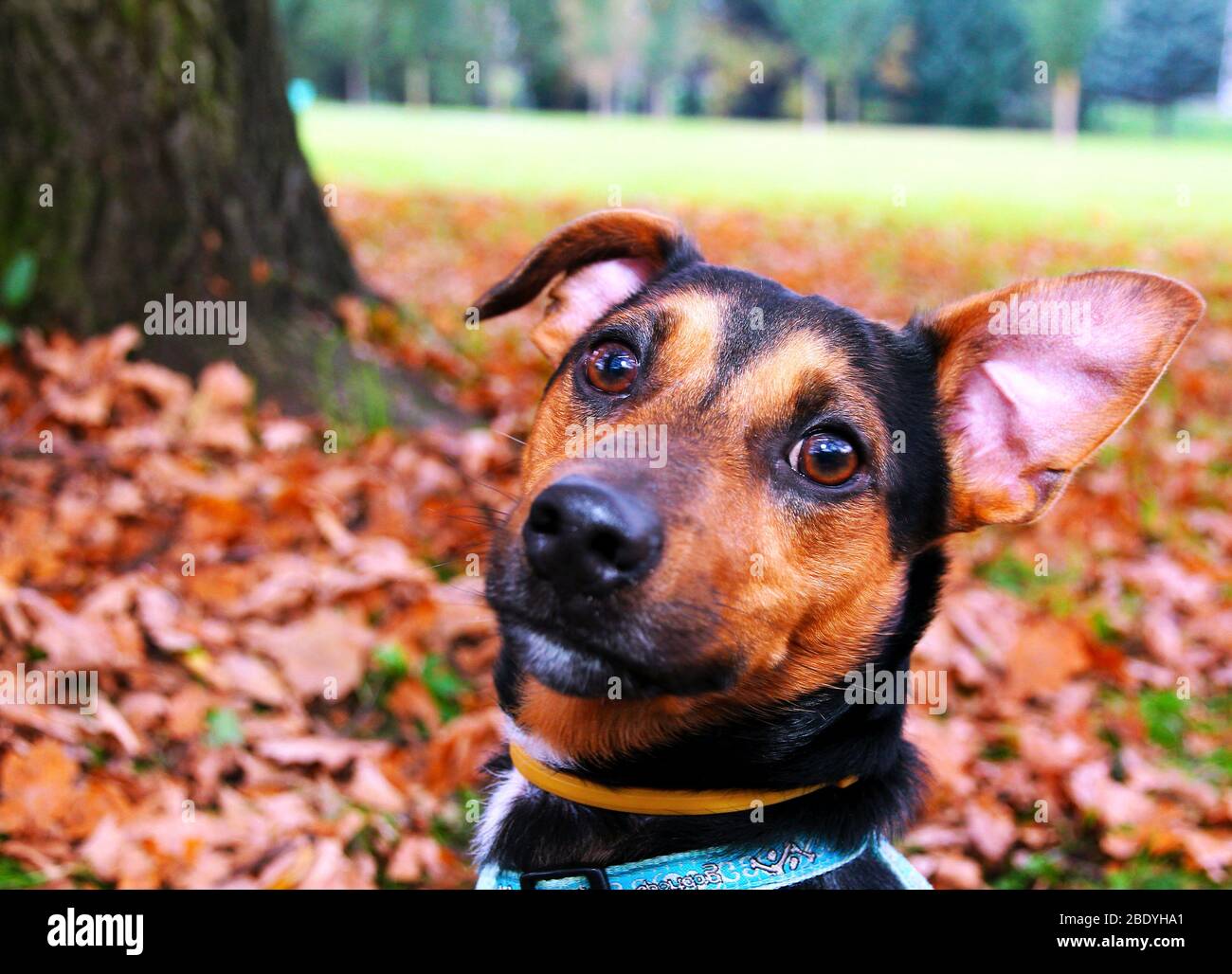 Cute and handsome dog Stock Photo - Alamy