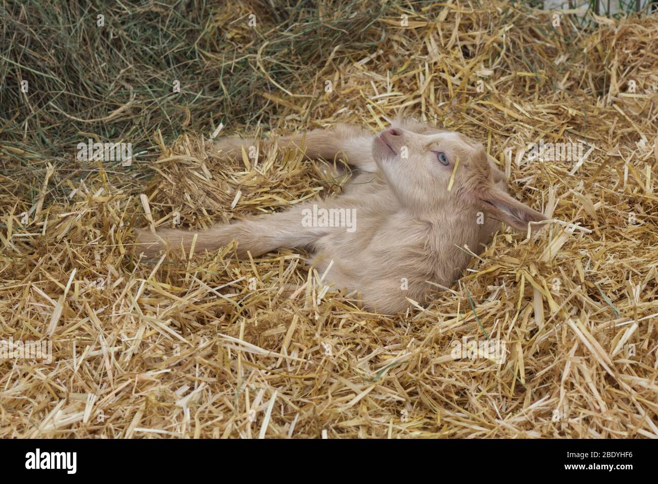 Straw animals hi-res stock photography and images - Alamy