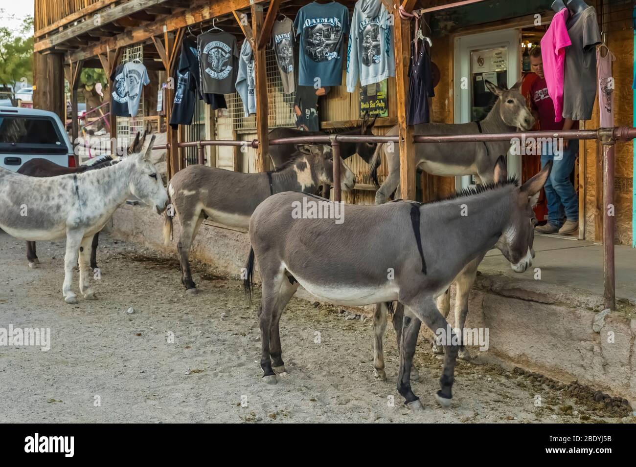 Burros, descendents of those from the old gold mining days, coexist ...