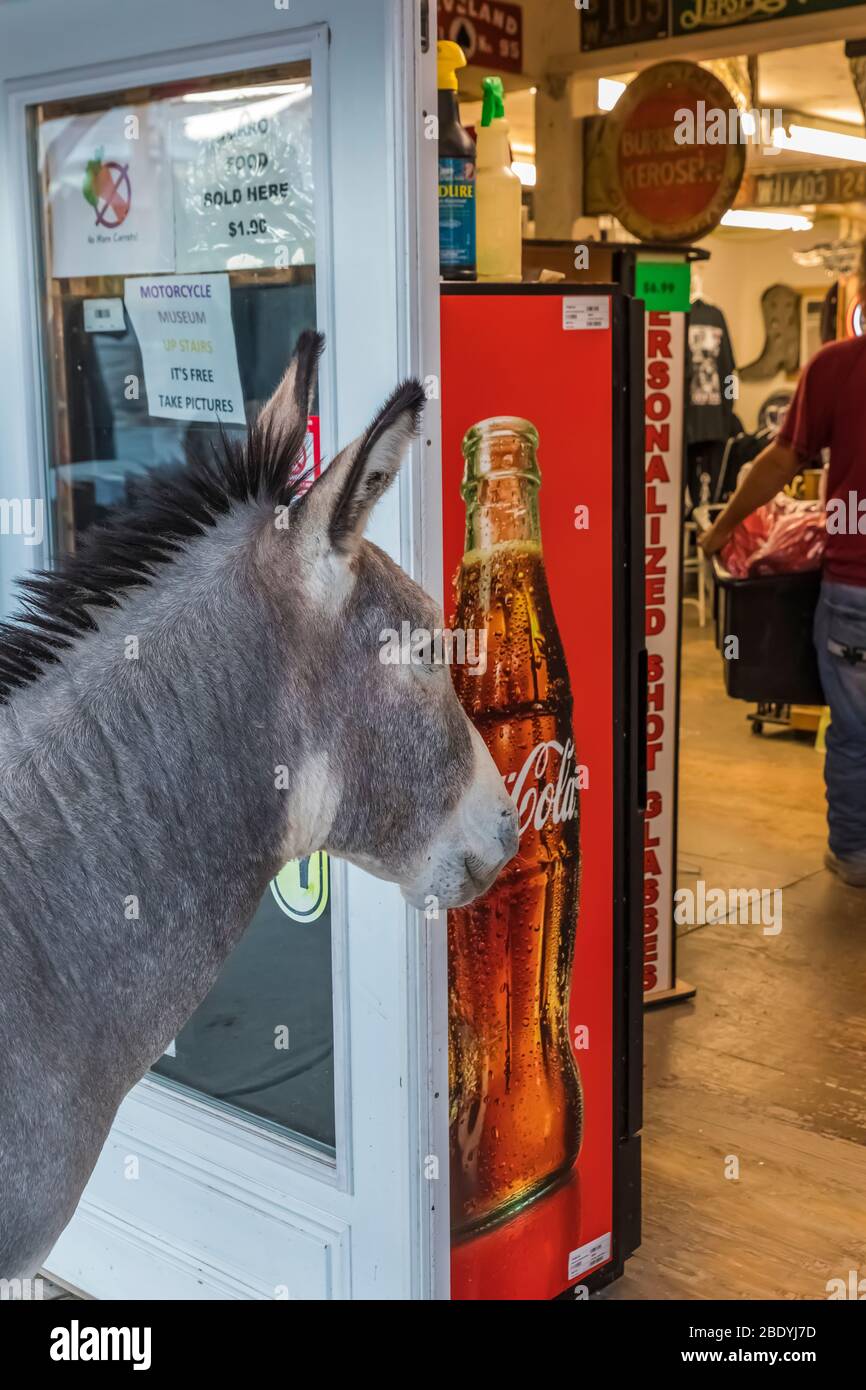 Burros, descendents of those from the old gold mining days, coexist ...