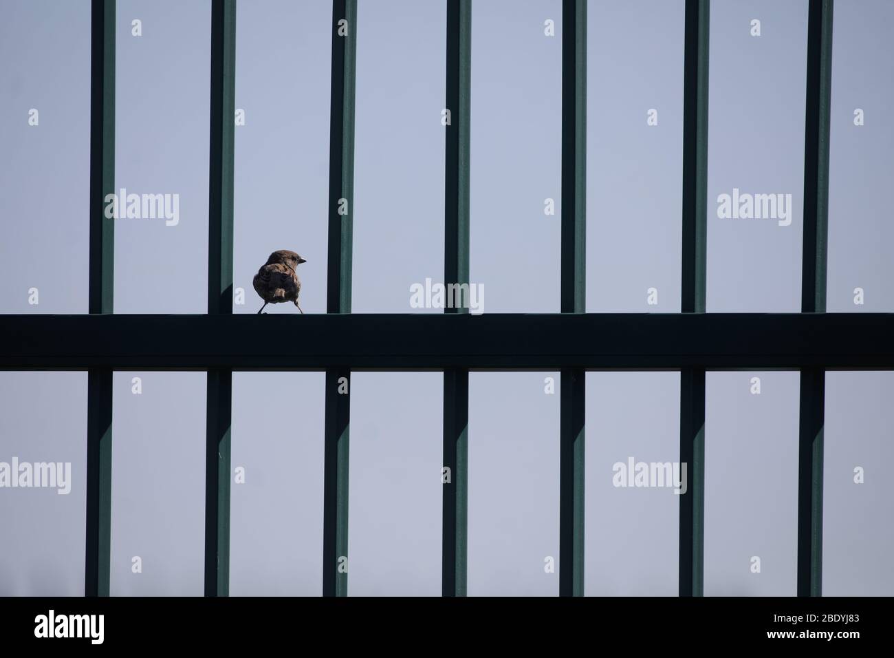 Sparrow on a metal fence Stock Photo - Alamy