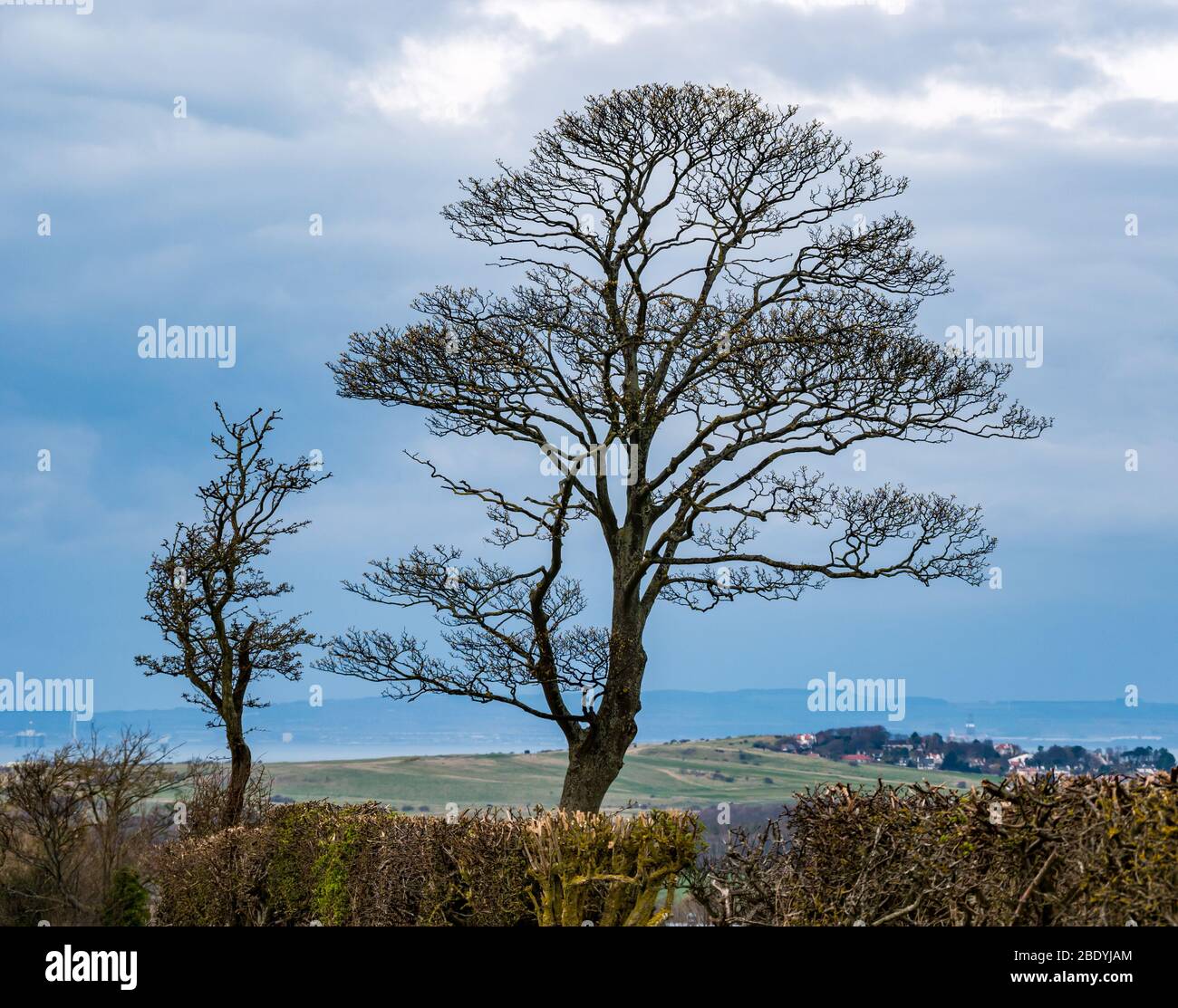 Moody rural landscape view with bare budding sycamore tree (Acer ...