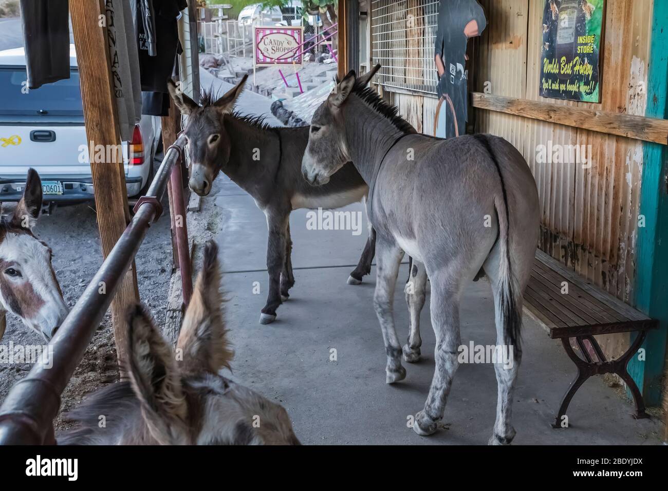 Burros, descendents of those from the old gold mining days, coexist ...