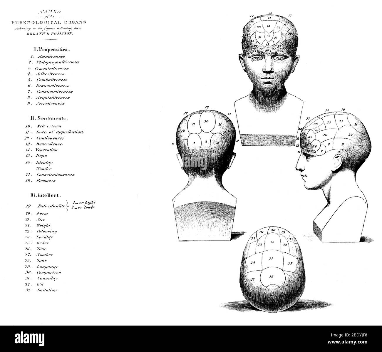 Phrenology chart hi-res stock photography and images - Alamy