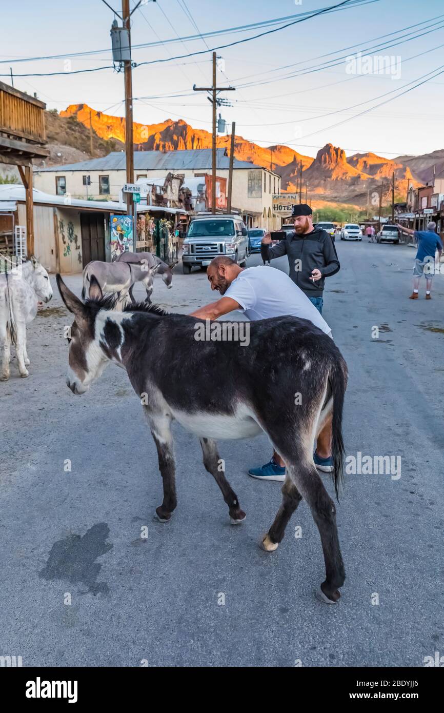 Burros, descendents of those from the old gold mining days, coexist ...