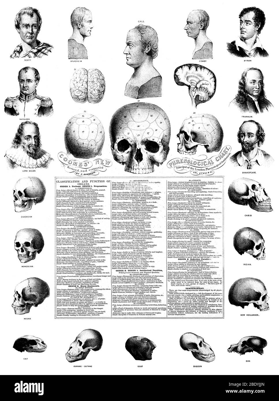 Phrenology chart hi-res stock photography and images - Alamy