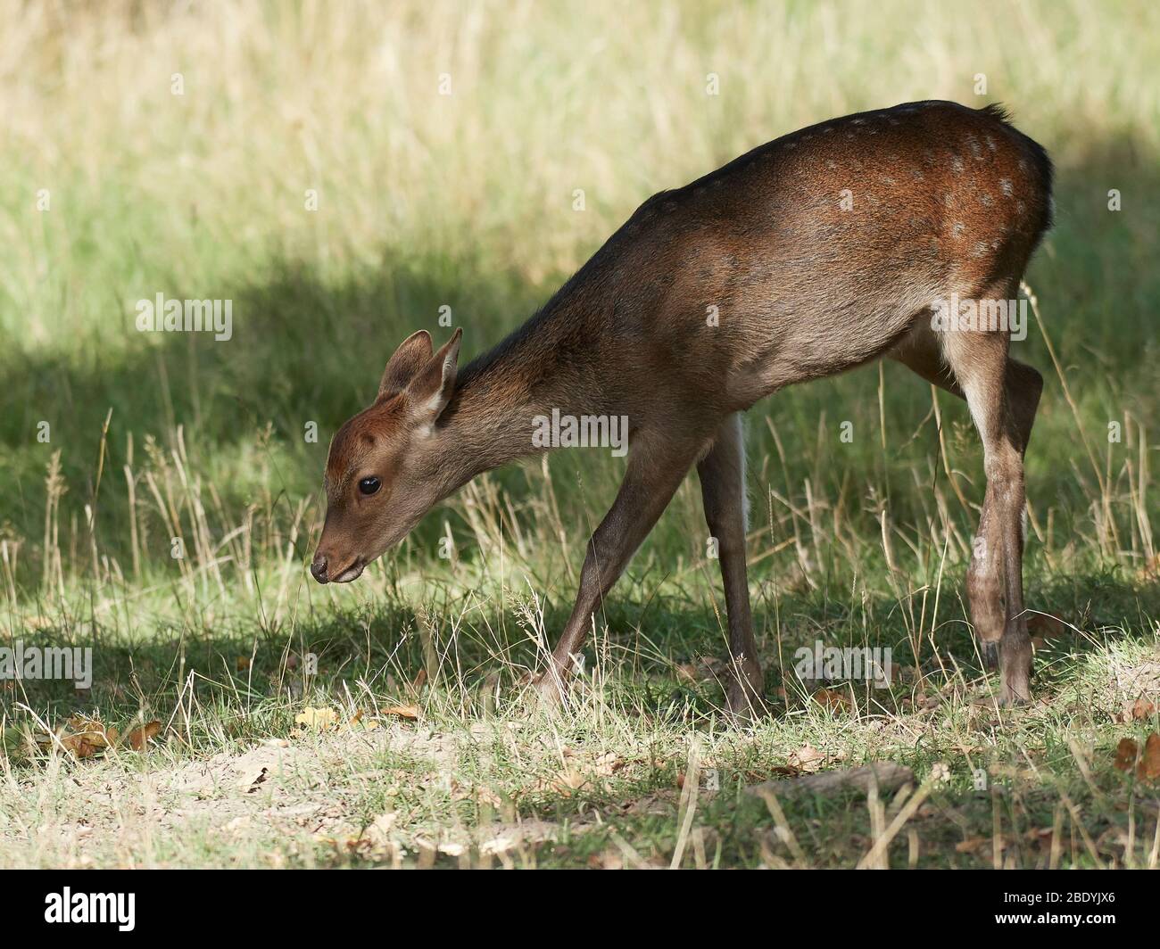 Sika deer in its natural habitat in Denmark Stock Photo - Alamy