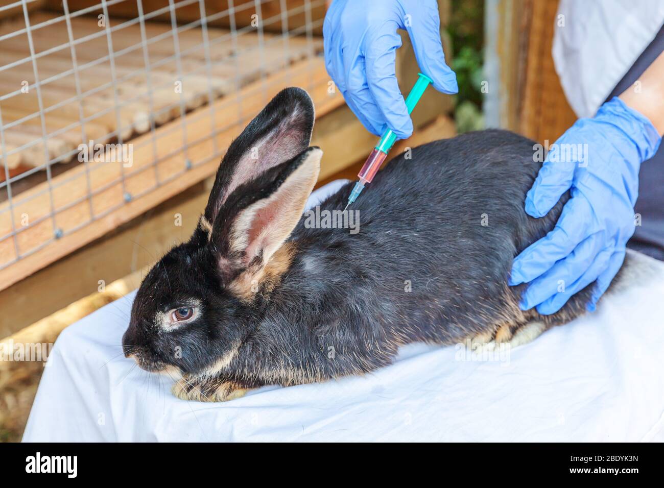 Veterinarian woman with syringe holding and injecting rabbit on ranch ...