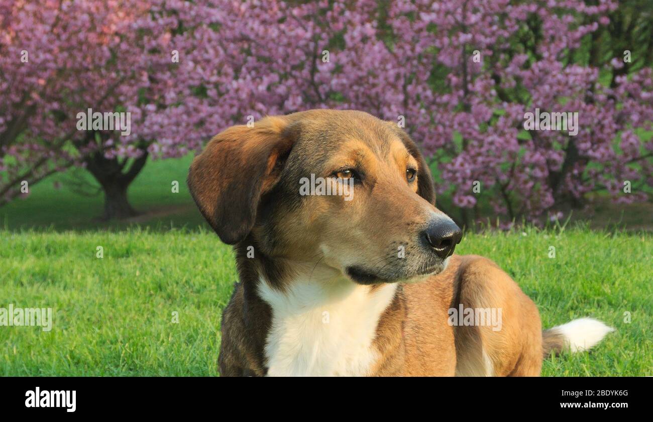 Cute and handsome dog Stock Photo - Alamy