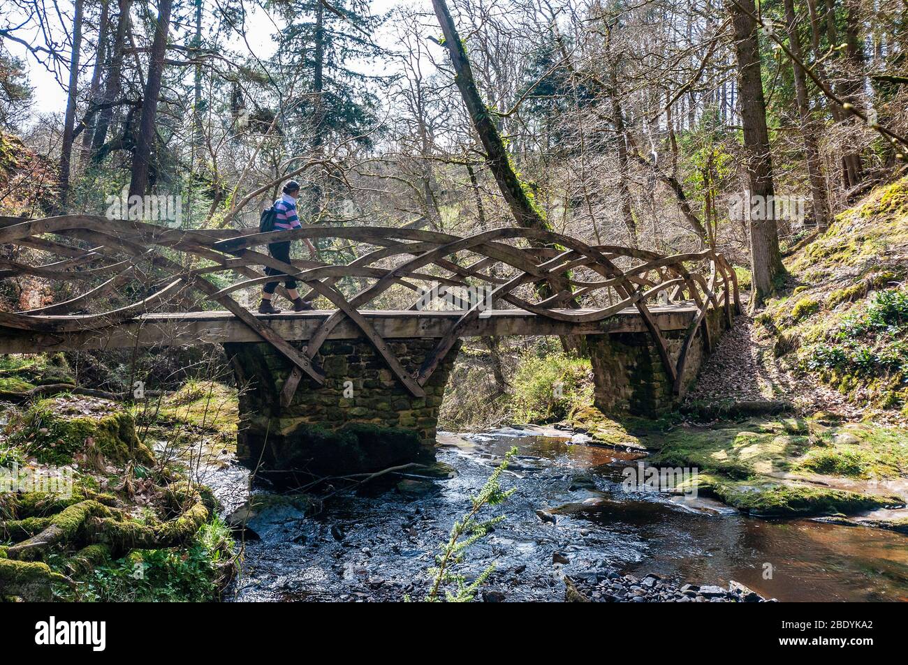 Female walker walking over decorative bridge on the Hareshaw Linn walk ...