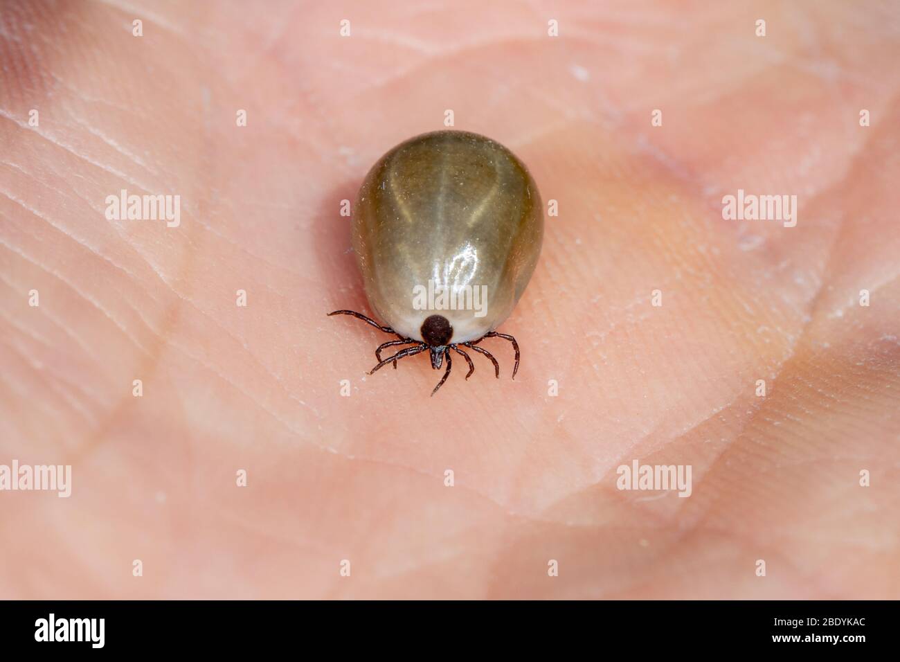 Engorged Tick High Resolution Stock Photography and Images - Alamy