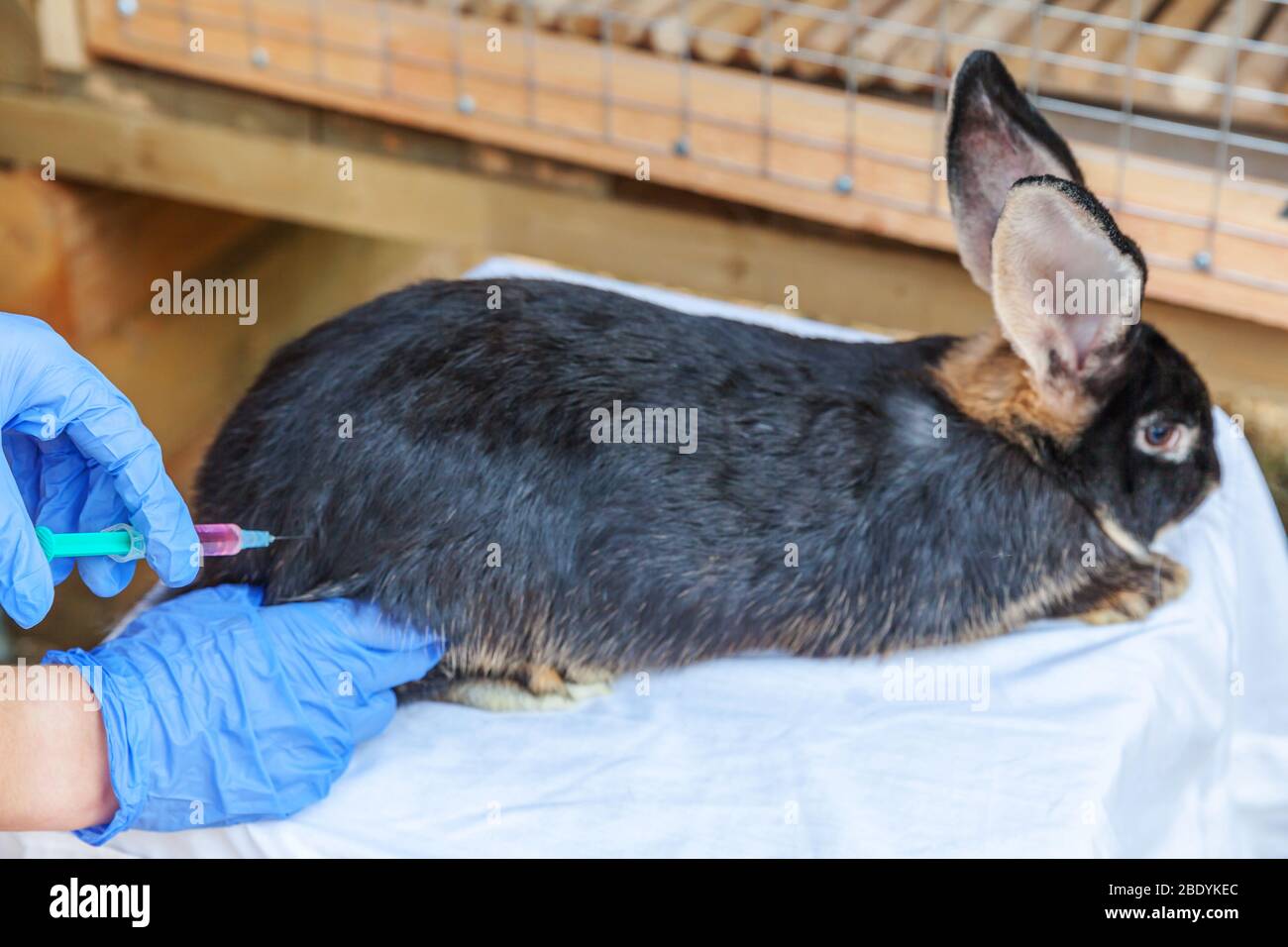 Veterinarian woman with syringe holding and injecting rabbit on ranch ...