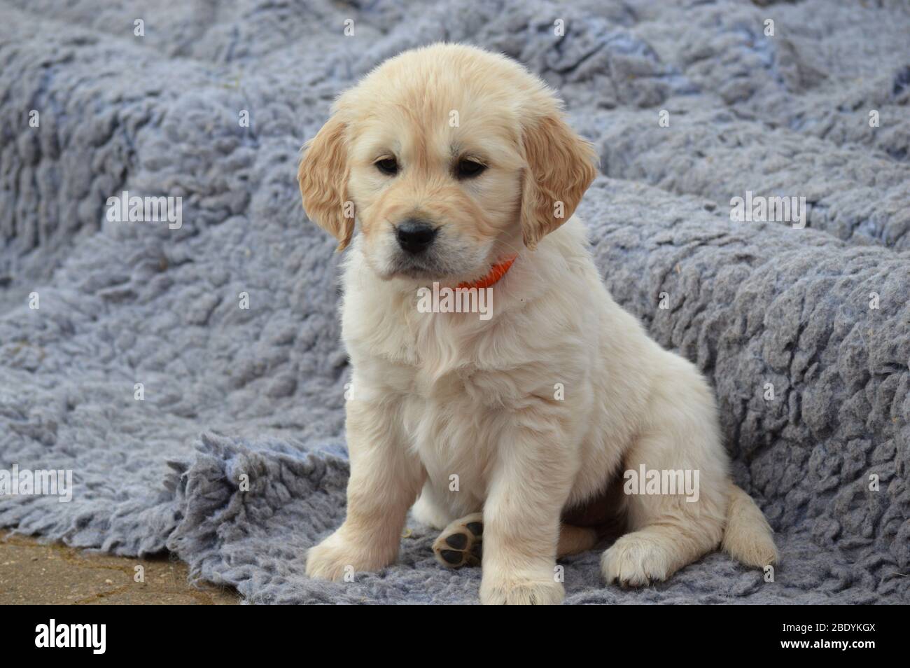 Cute and handsome dog Stock Photo - Alamy