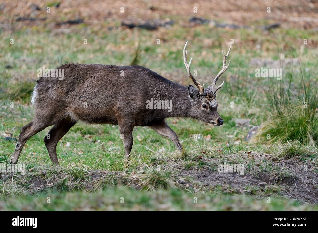 Sika deer in its natural habitat Stock Photo - Alamy