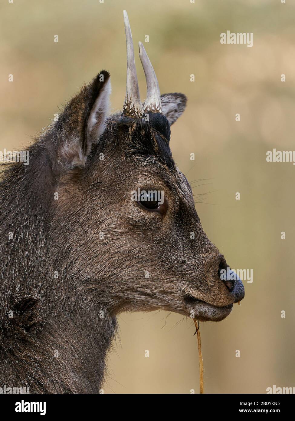 Sika deer in its natural habitat Stock Photo - Alamy