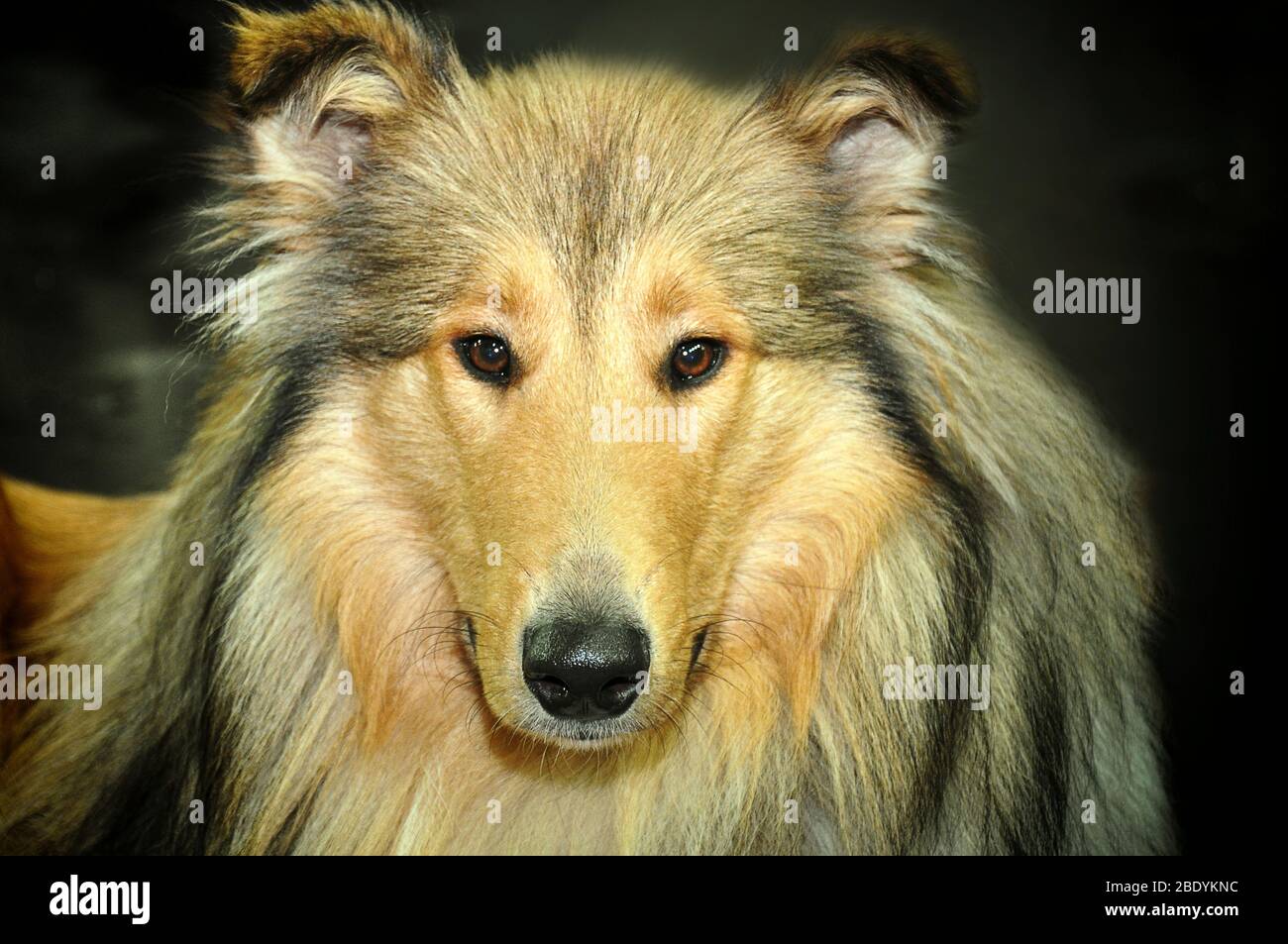 Cute and handsome dog Stock Photo - Alamy