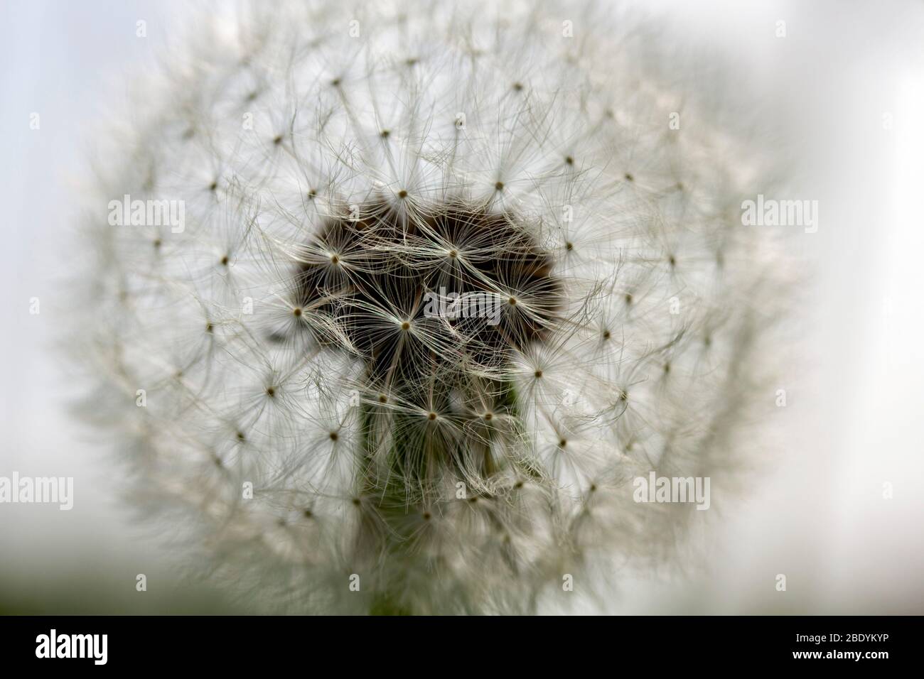 Blow ball hi-res stock photography and images - Alamy