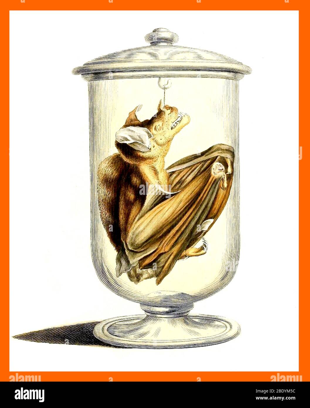 (horseshoe or vesper) bat hi-res stock photography and images - Alamy