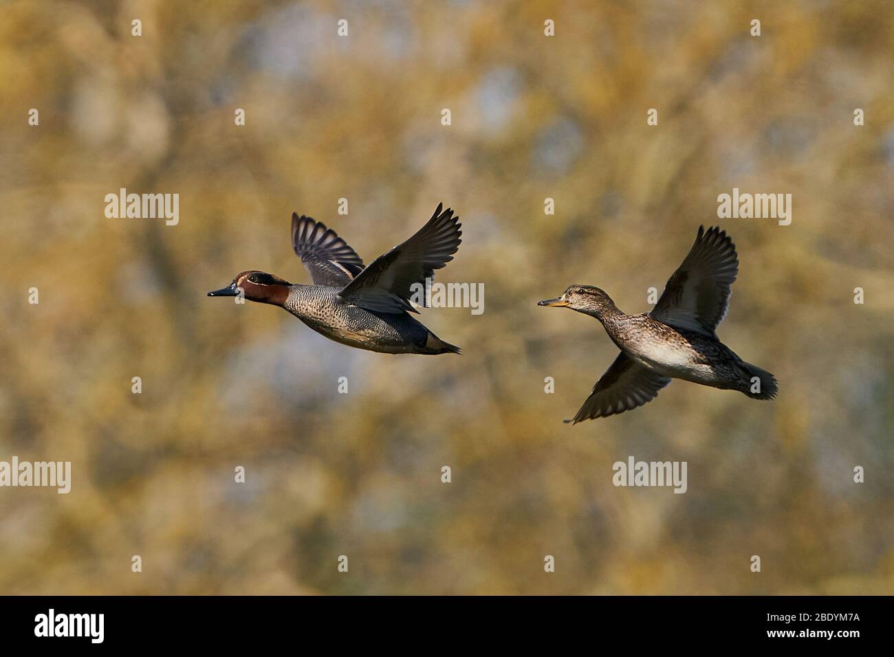 Eurasian teal in flight in its habitat in Denmark Stock Photo - Alamy