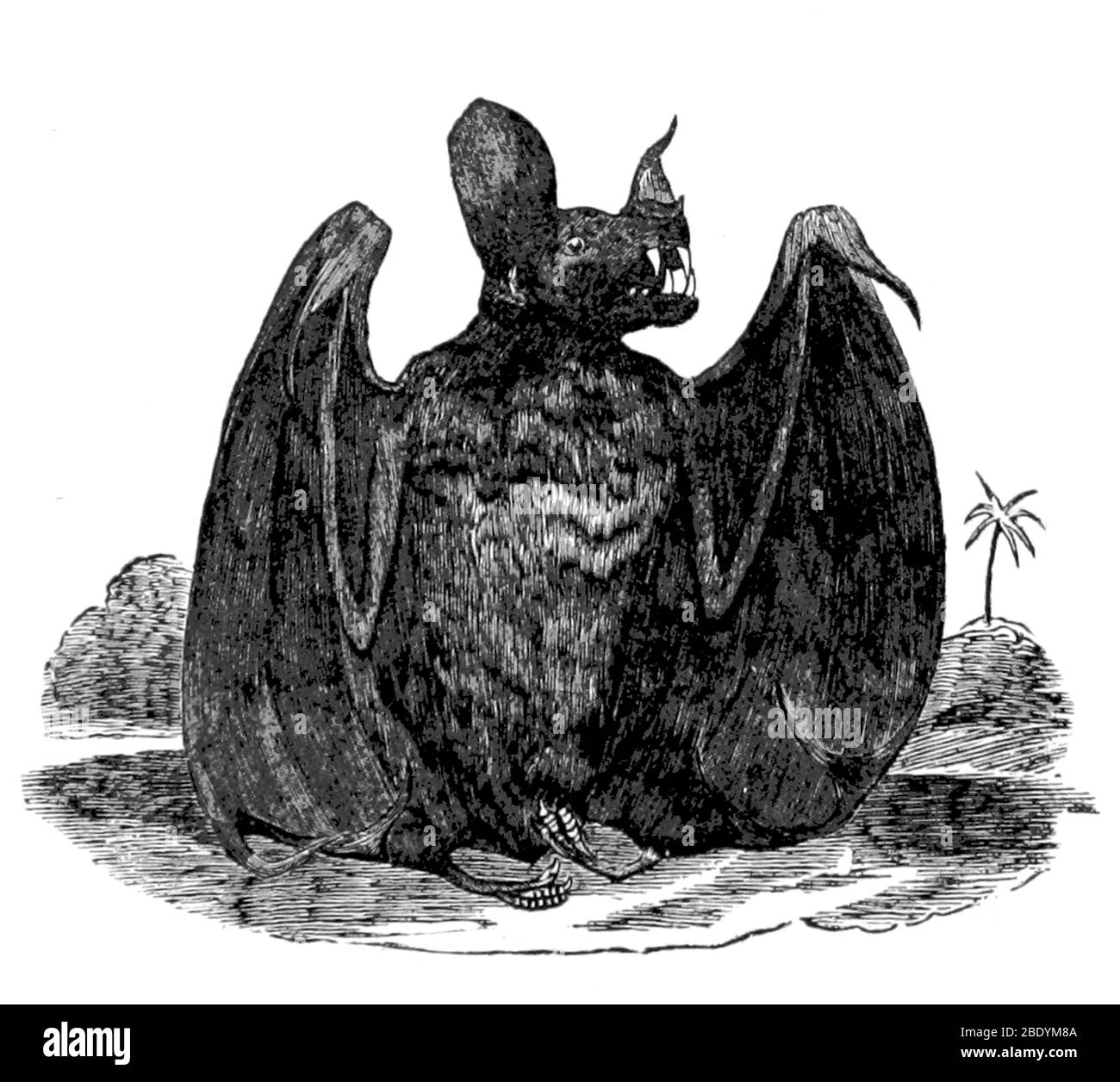 Common bat Cut Out Stock Images & Pictures - Alamy