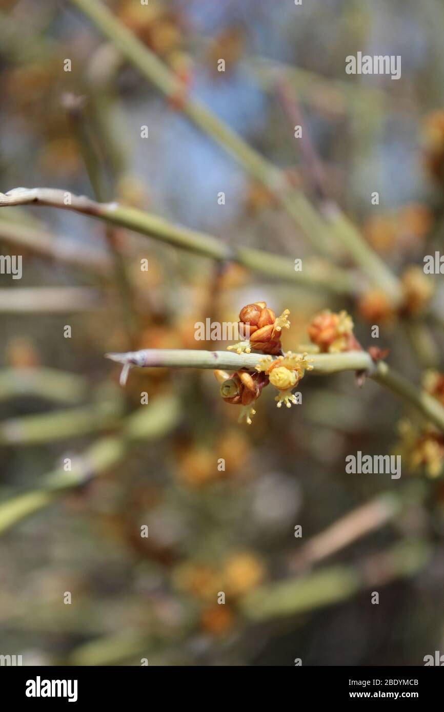 Cones of California Jointfir, Ephedra Californica, native plant in the ...