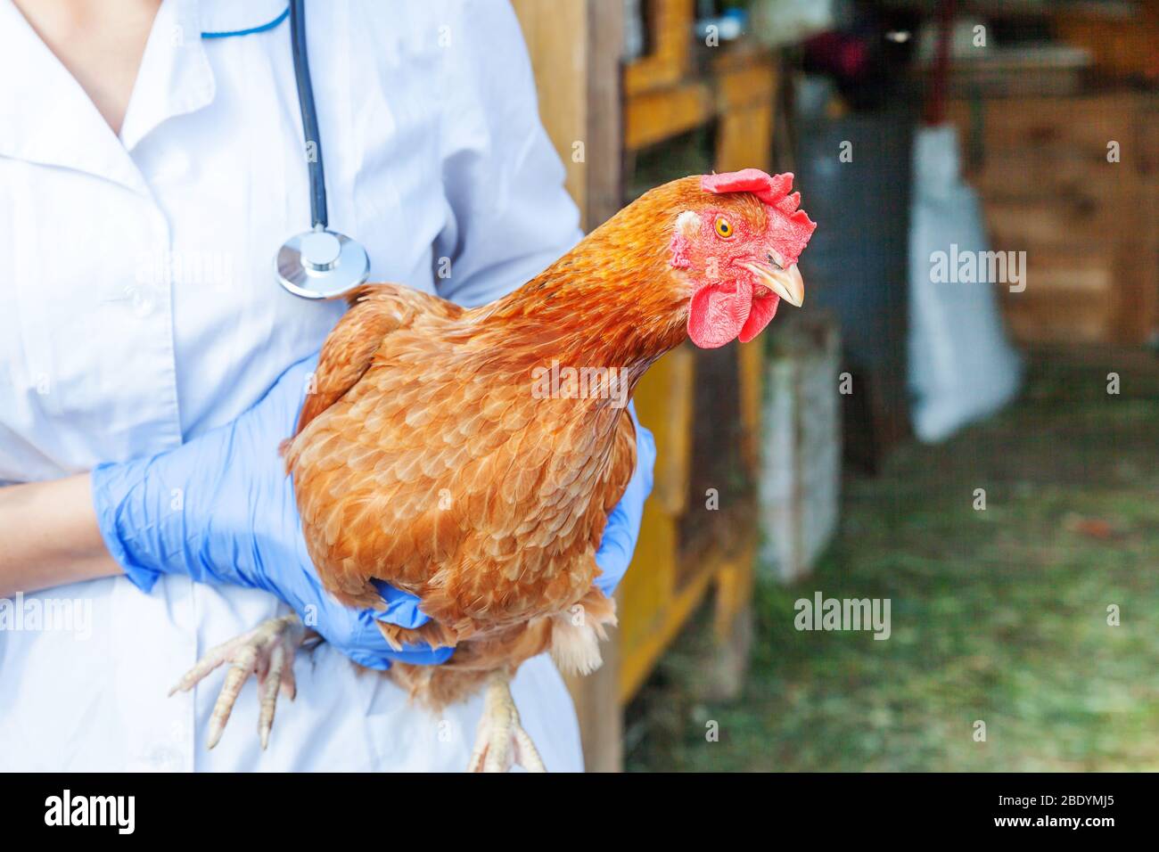 Veterinarian with stethoscope holding and examining chicken on ranch ...