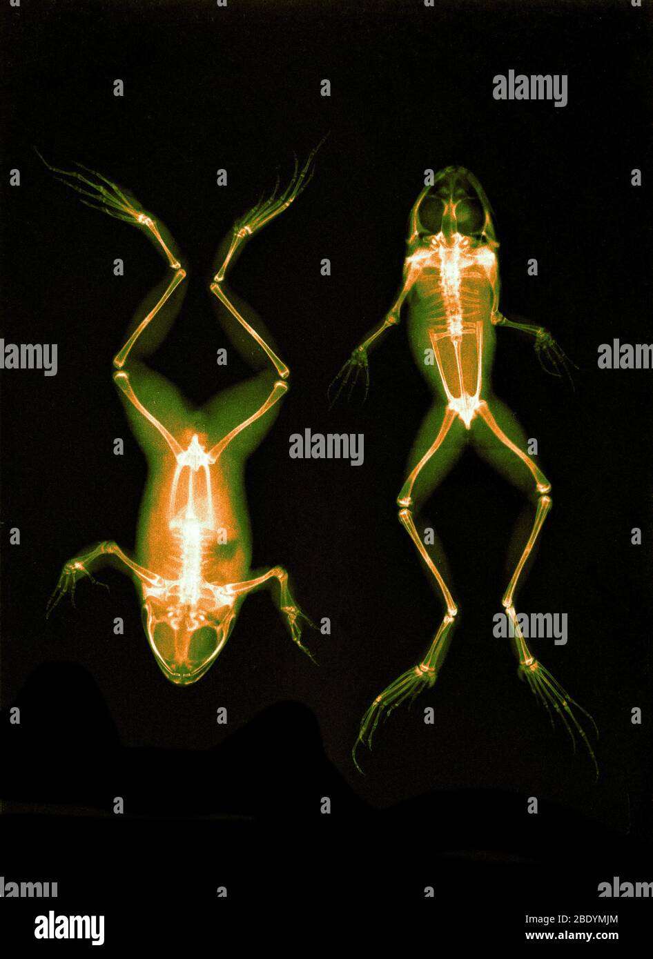 Frogs, X-ray, 1896 Stock Photo - Alamy