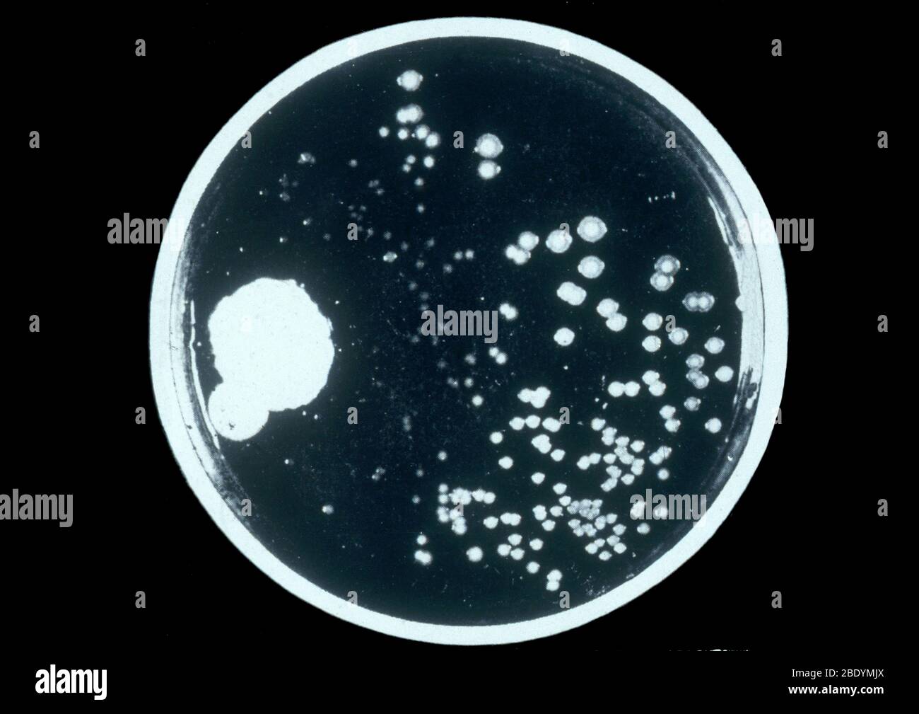 Diagrama De Penicillium