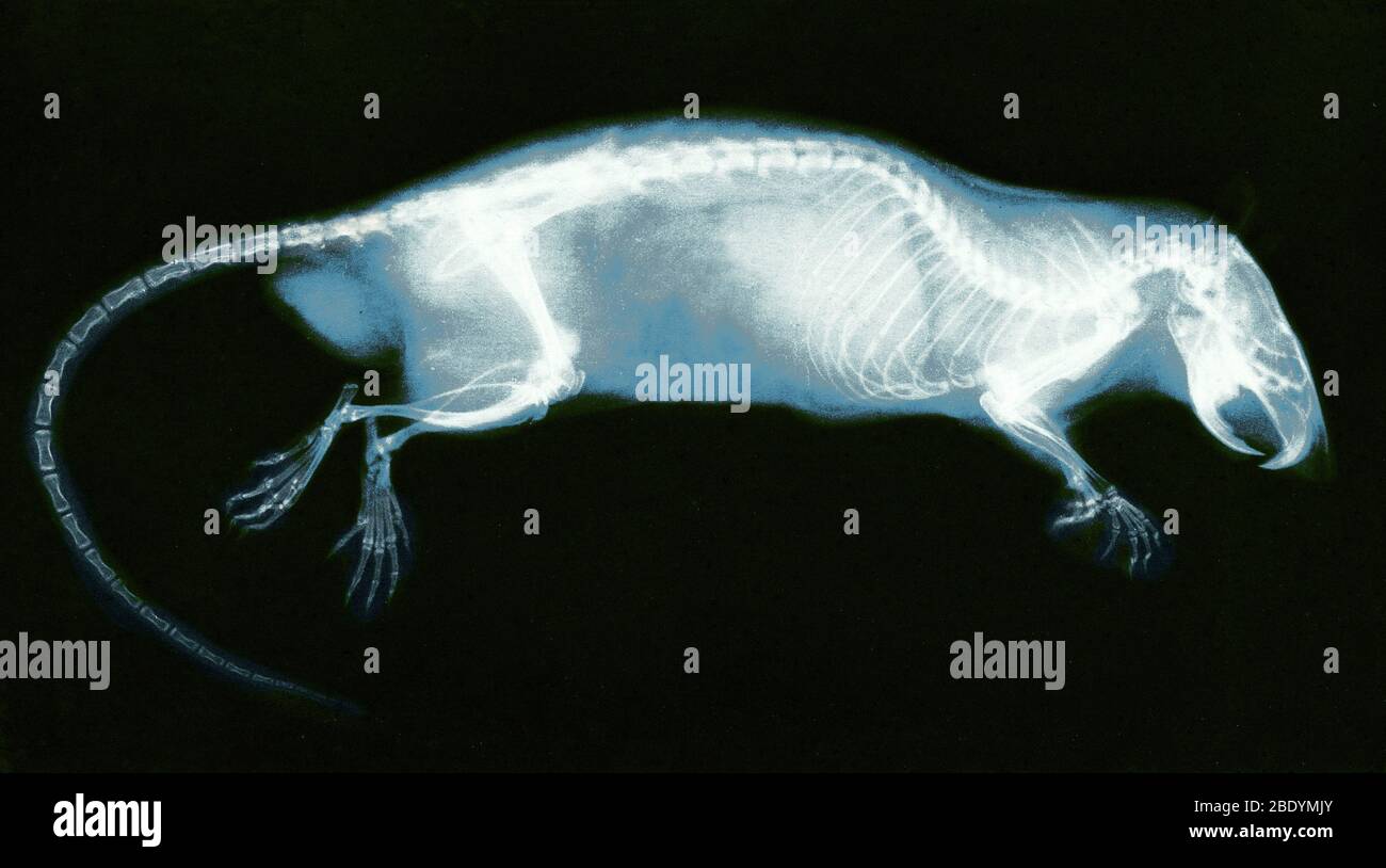 Rat, X-ray, 1896 Stock Photo - Alamy