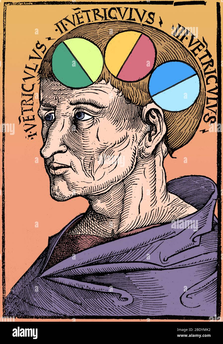 Man with Brain Ventricles, Albertus Magnus Stock Photo - Alamy