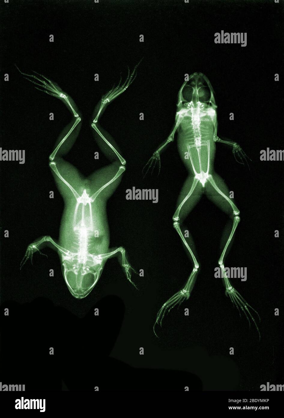 Frogs, X-ray, 1896 Stock Photo - Alamy