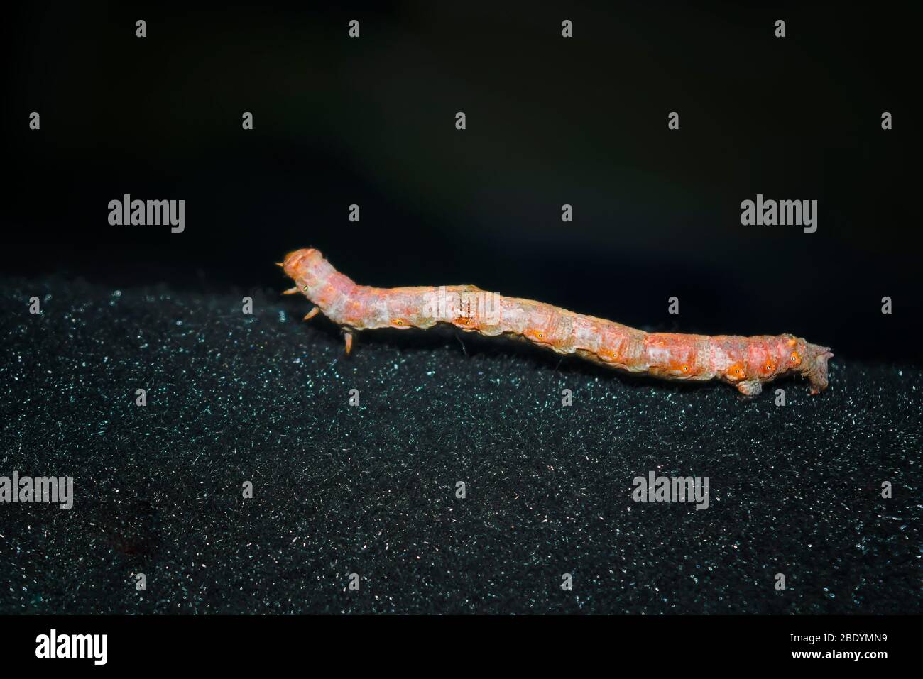 Mottled Umber Erannis defoliaria caterpillar on a black background ...