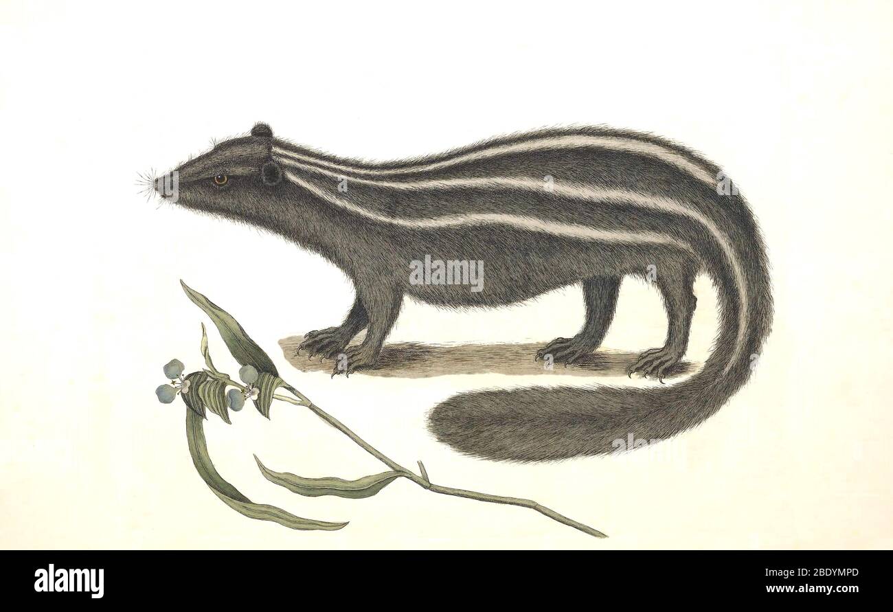 Eastern Spotted Skunk Stock Photo - Alamy