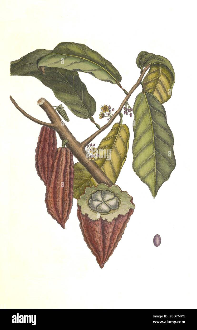 Cocoa tree illustration hi-res stock photography and images - Alamy