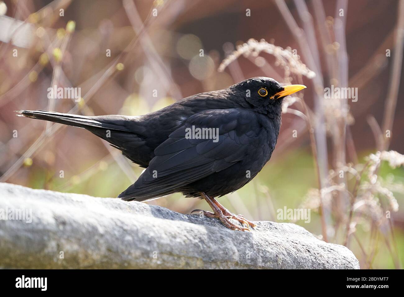 Blackbird in its natural habitat in Denmark Stock Photo - Alamy