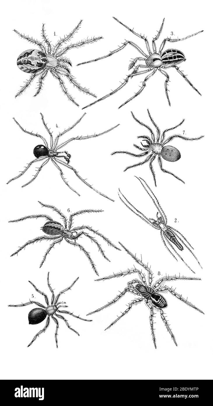 Diving bell spider hi-res stock photography and images - Alamy