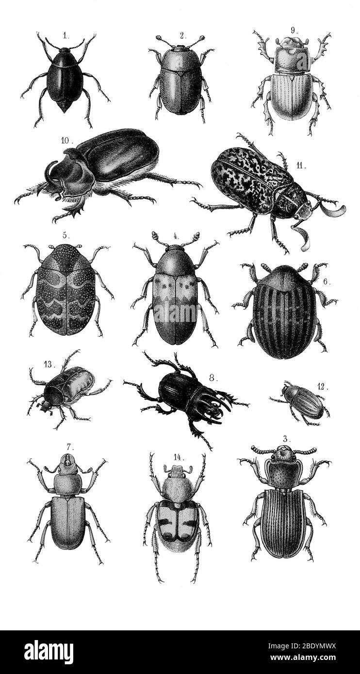 Black beetle beetles hi-res stock photography and images - Alamy