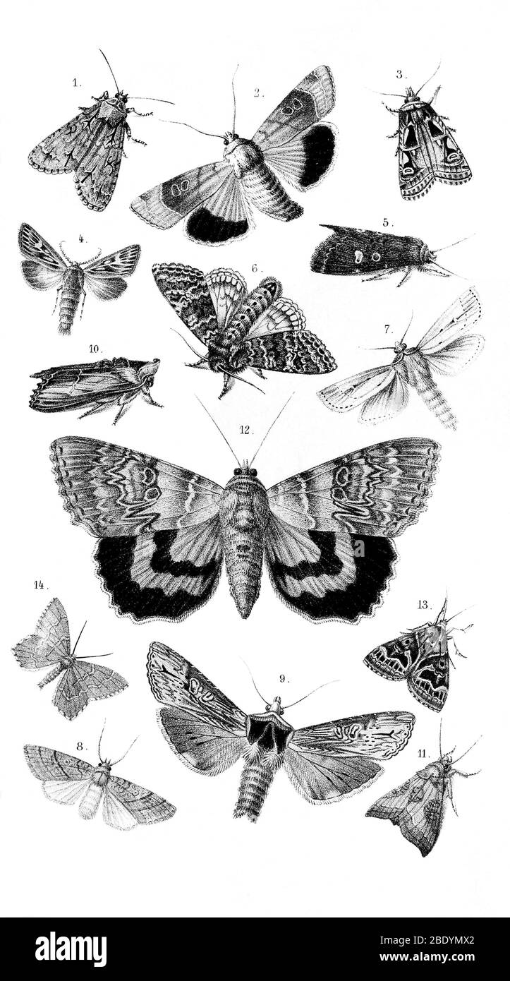 Black and white underwing Cut Out Stock Images & Pictures - Alamy
