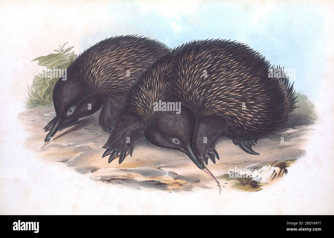 Echidna eating ants hi-res stock photography and images - Alamy