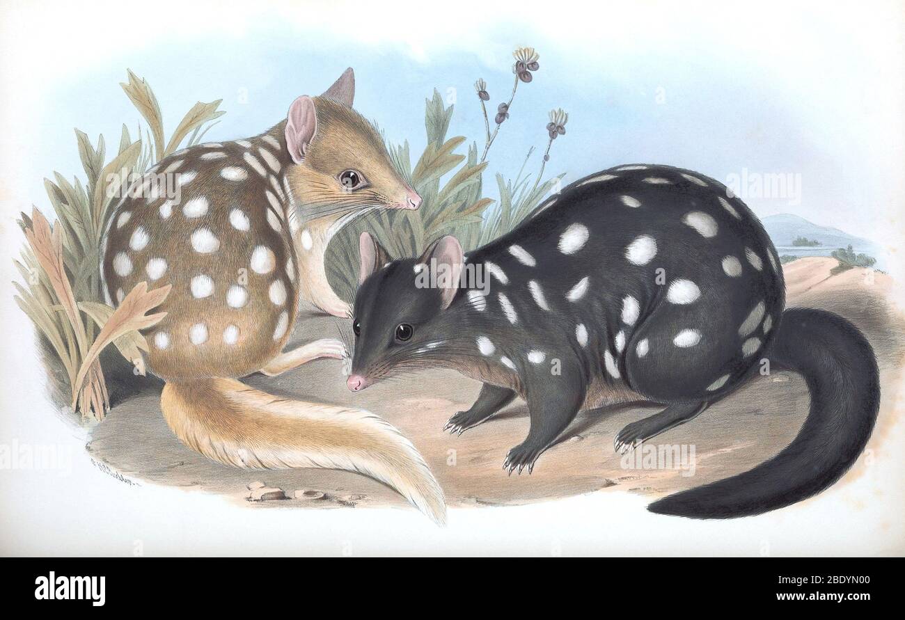 Tasmanian native species hi-res stock photography and images - Alamy