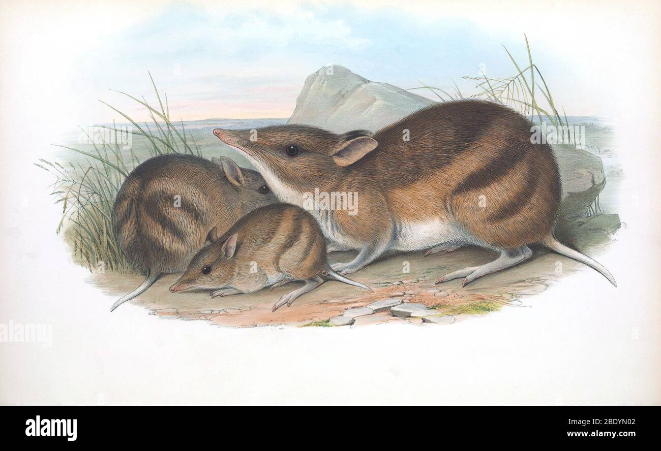 Eastern barred bandicoots hi-res stock photography and images - Alamy