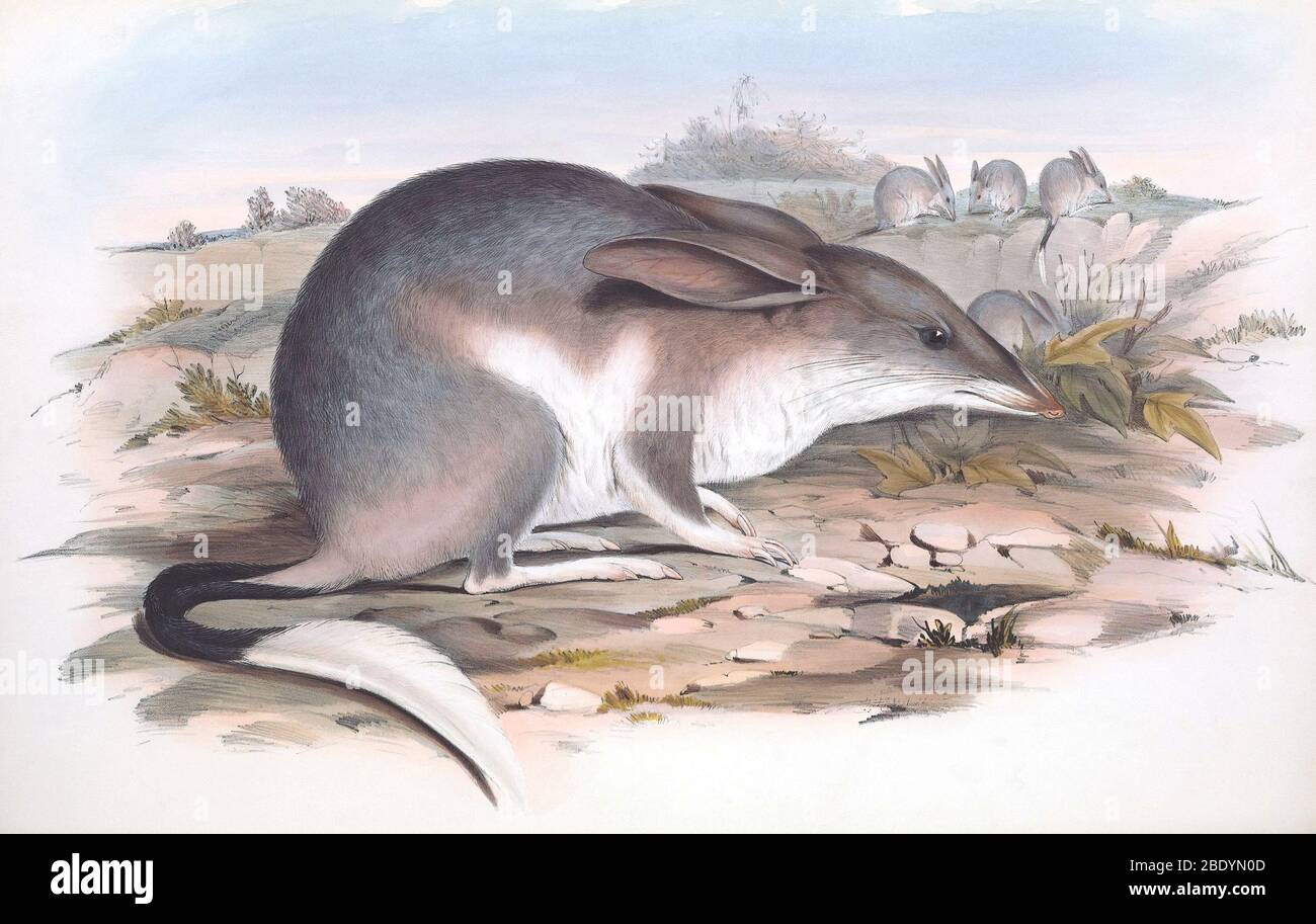 Greater Bilby Stock Photo - Alamy Greater Bilby Stock Photo - Alamy