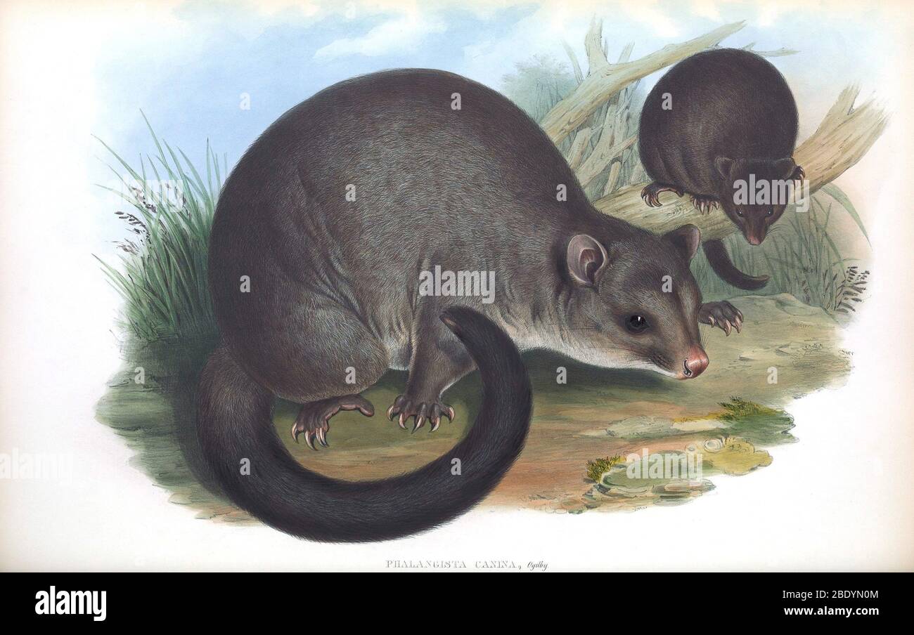 Mountain Brushtail Possums Stock Photo - Alamy