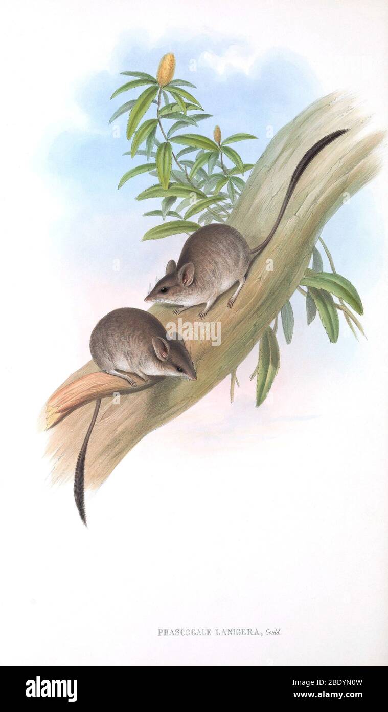 Kultarr hi-res stock photography and images - Alamy