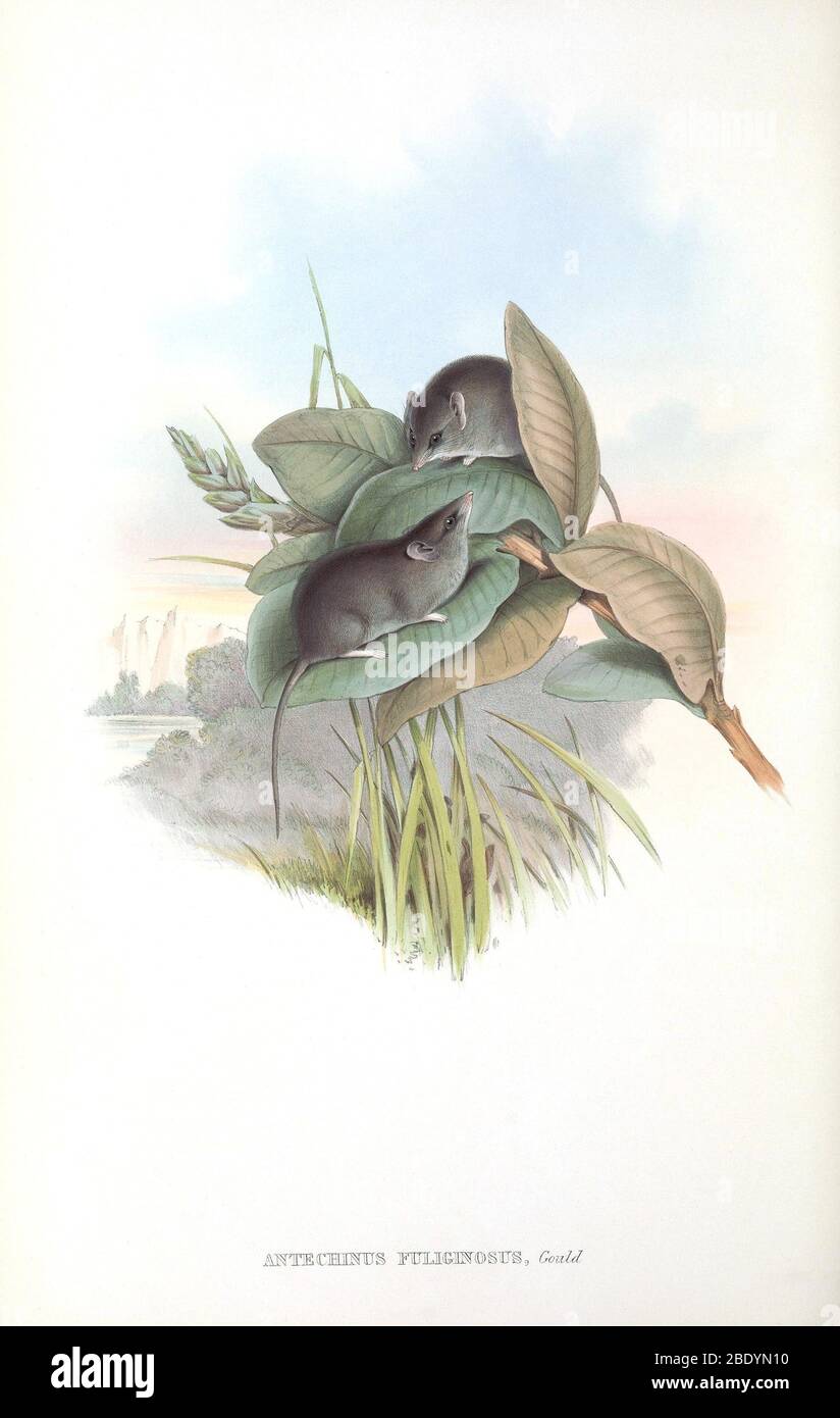 Common dunnarts hi-res stock photography and images - Alamy