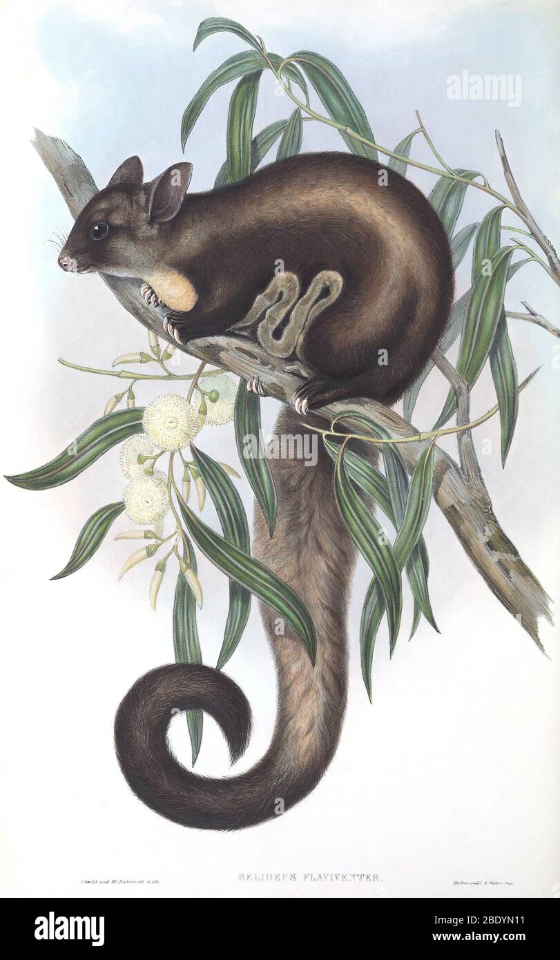 Yellow bellied glider hi-res stock photography and images - Alamy